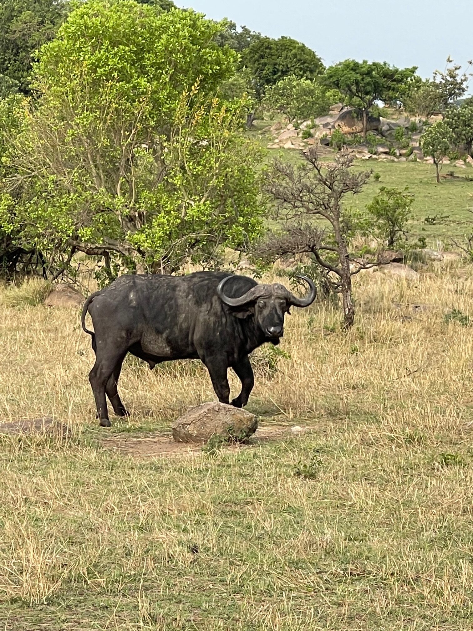 SAFARI: AN ONCE IN A LIFETIME EXPERIENCE - Explore with Angel